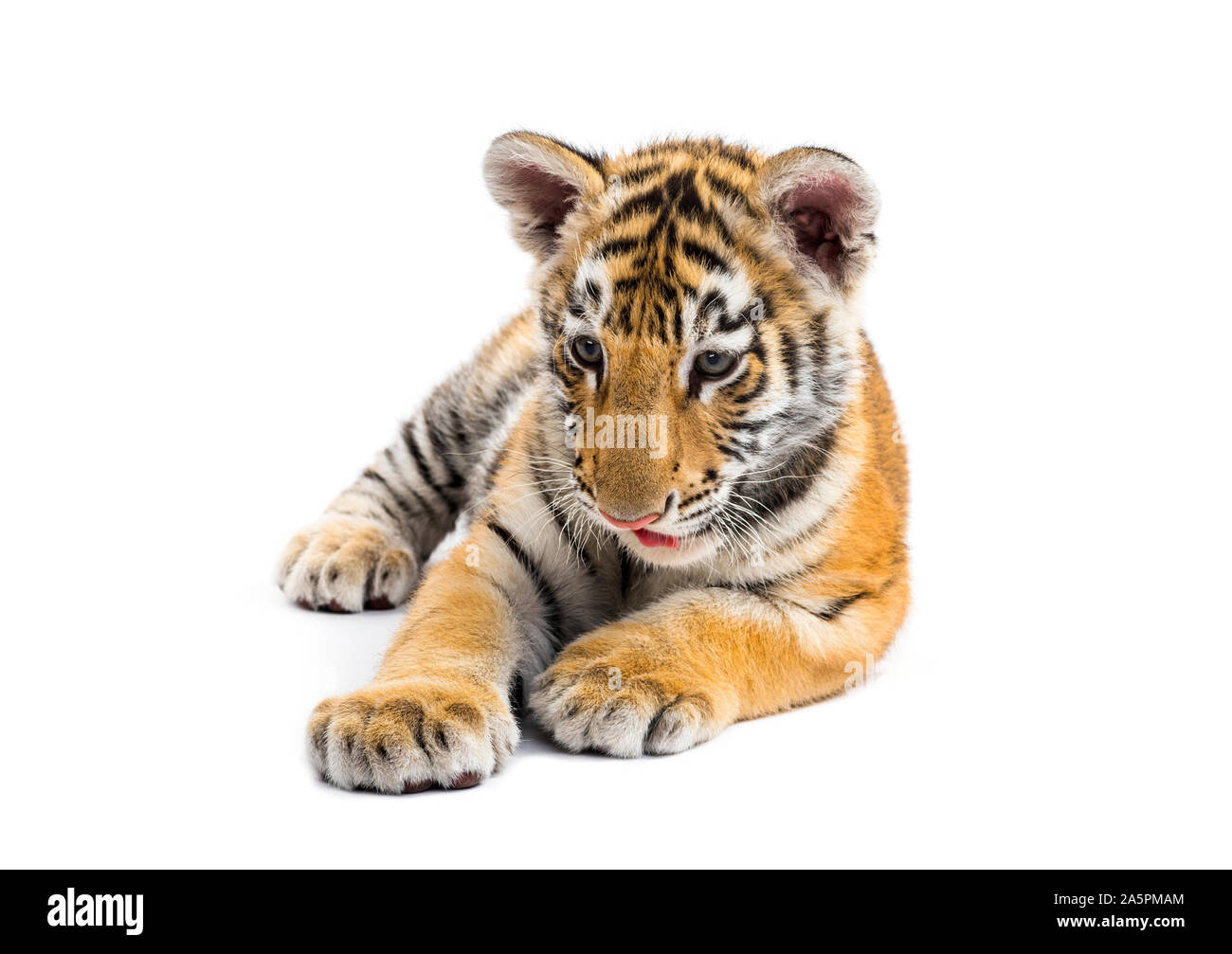 Two months old tiger cub lying against white background Stock Photo - Alamy