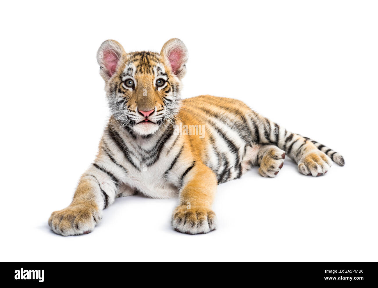 Two months old tiger cub lying against white background Stock Photo - Alamy
