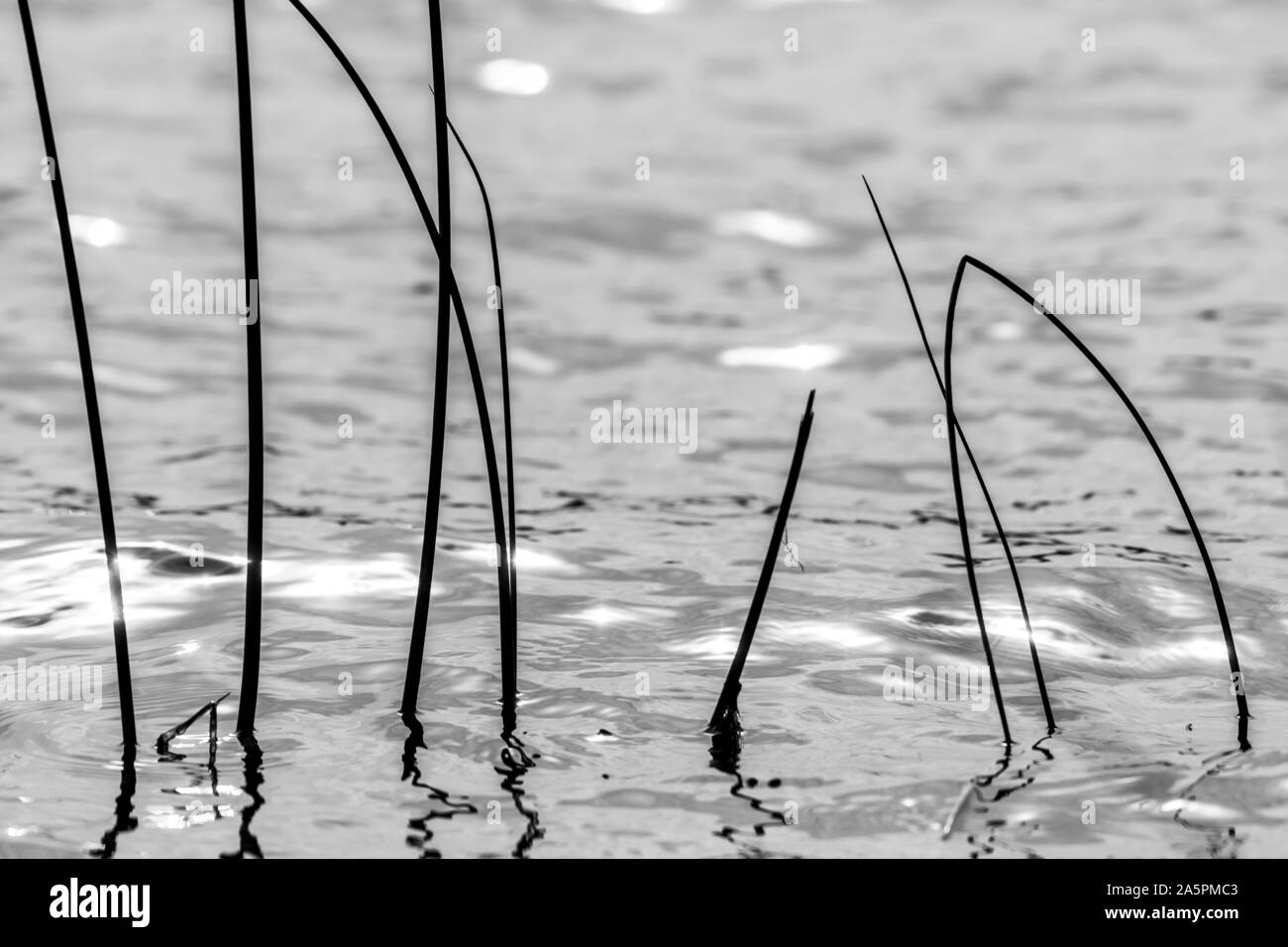 Reed surface Black and White Stock Photos & Images - Alamy