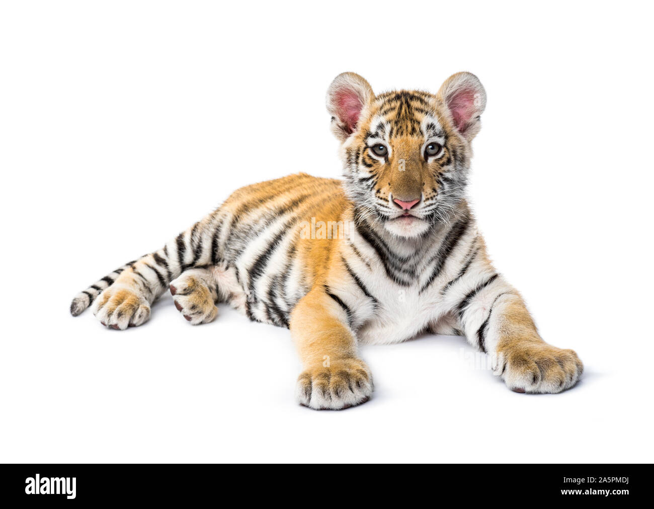 Two months old tiger cub lying against white background Stock Photo - Alamy