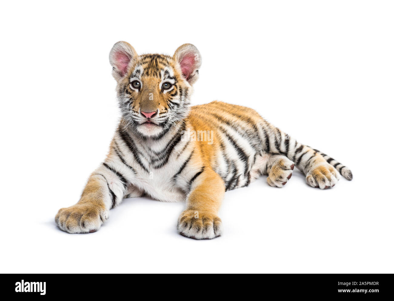 Two months old tiger cub lying against white background Stock Photo - Alamy