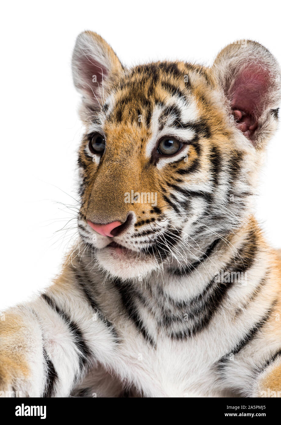 Close-up on a Two months old tiger cub against white background Stock ...