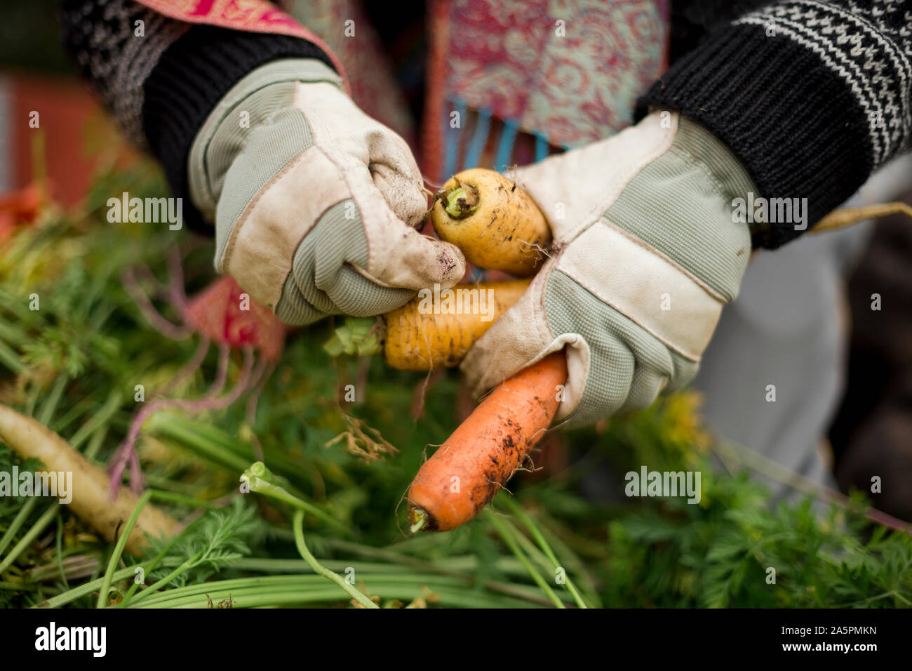 Cleaning carrots hi-res stock photography and images - Alamy