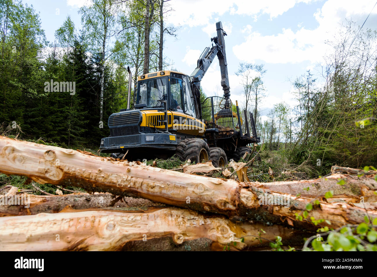 Forest machine cutting trees Stock Photo - Alamy