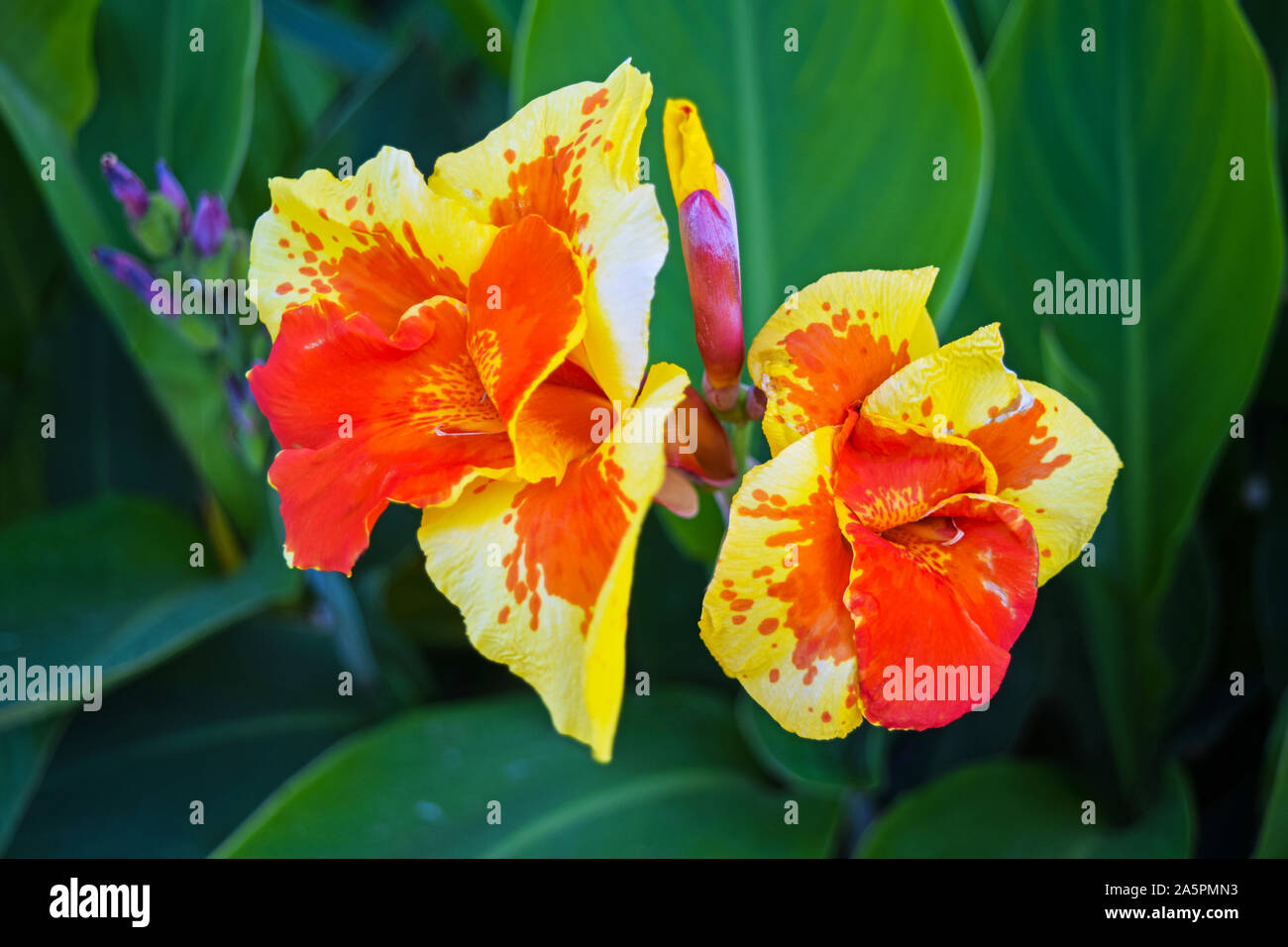 Canna hybrida hi-res stock photography and images - Alamy