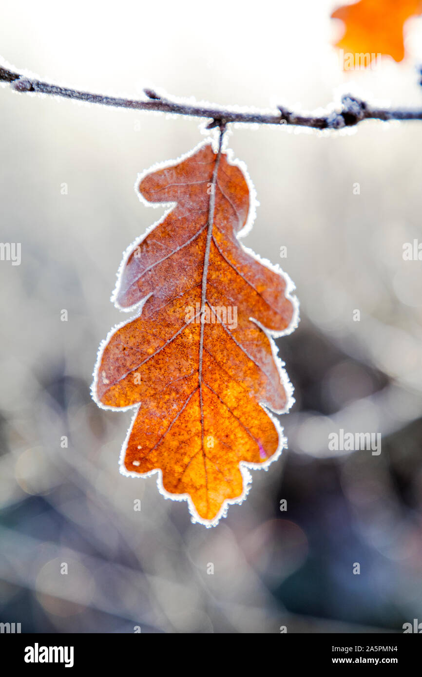 Frozen oak hi-res stock photography and images - Alamy