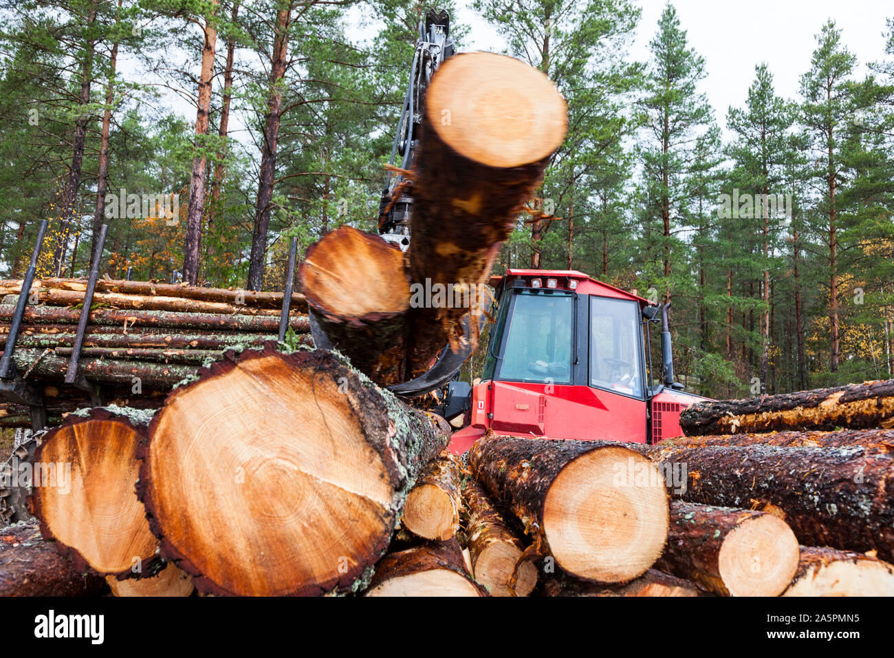 Forest machine cutting logs Stock Photo - Alamy