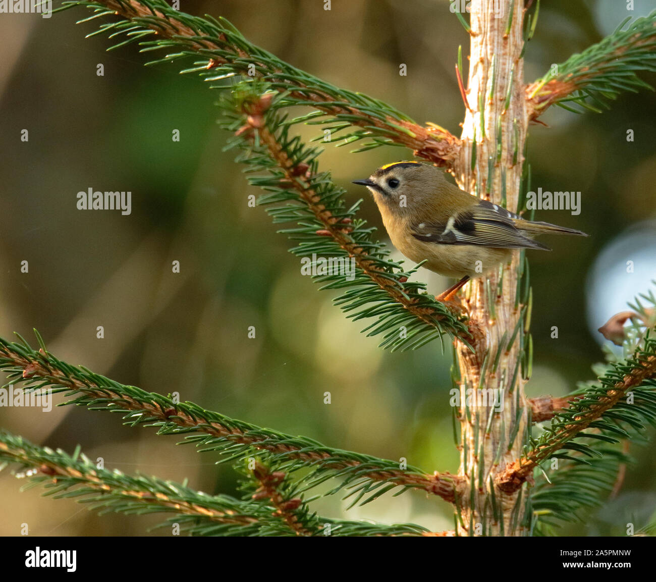 Goldcrest behaviour hi-res stock photography and images - Alamy