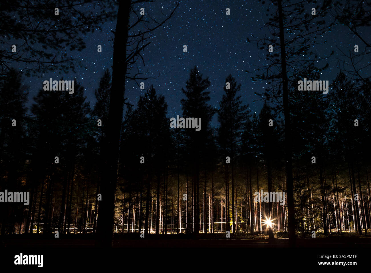 Night vision forest hi-res stock photography and images - Alamy