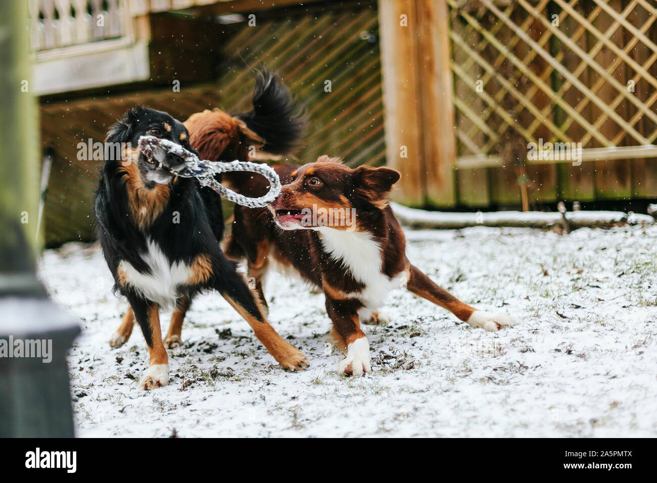 Two dogs playing rope hi-res stock photography and images - Alamy