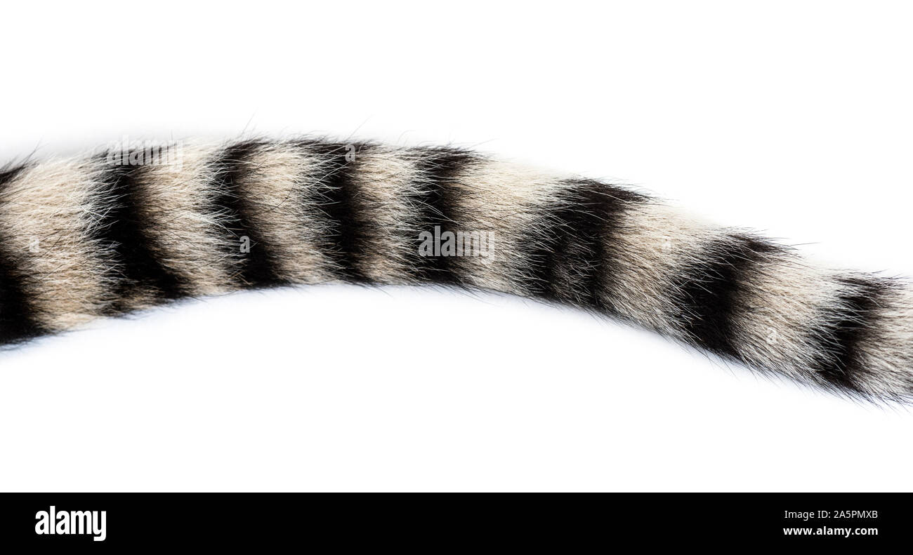 Close up of two months old tiger cubs tail against white background ...