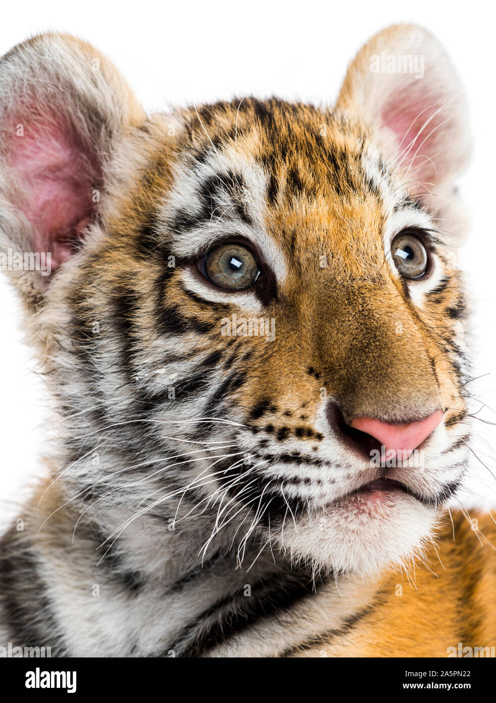 Two months old tiger cub against white background Stock Photo - Alamy