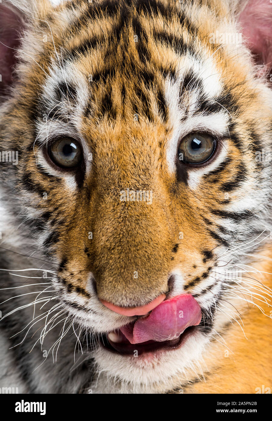 Two months old tiger cub licking lips in close up against white ...