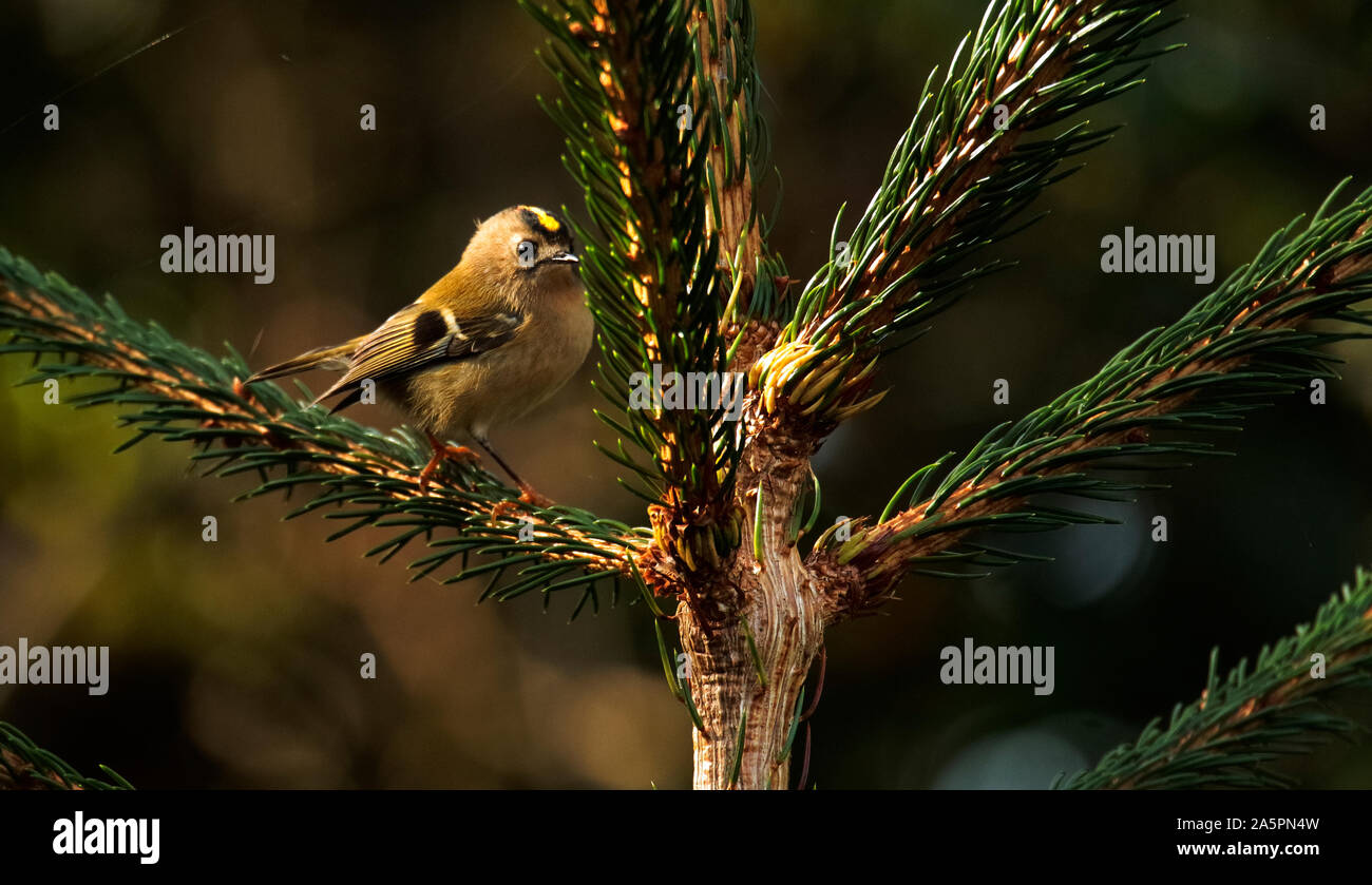 Goldcrest behaviour hi-res stock photography and images - Alamy