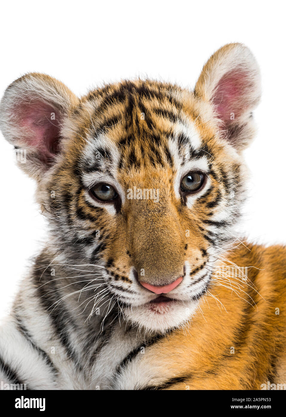 Two months old tiger cub against white background Stock Photo - Alamy