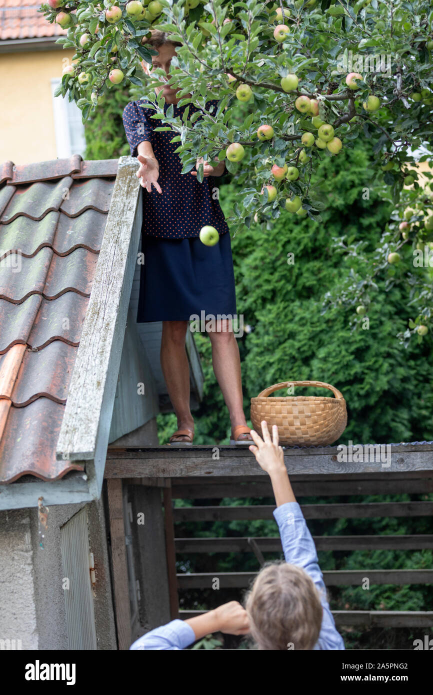 Throwing apple hi-res stock photography and images - Alamy