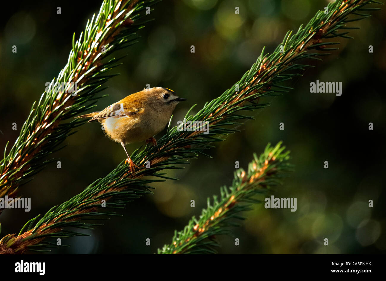 Goldcrest behaviour hi-res stock photography and images - Alamy