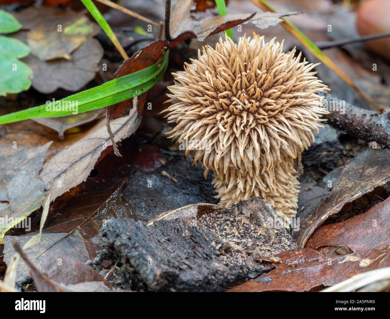 Echinatum hi-res stock photography and images - Alamy