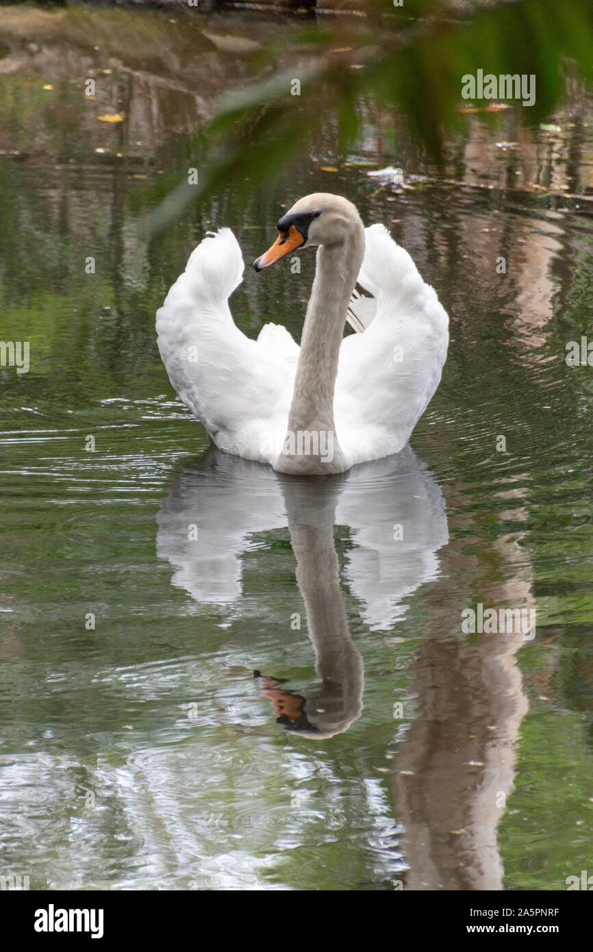 Swan shapes hi-res stock photography and images - Alamy