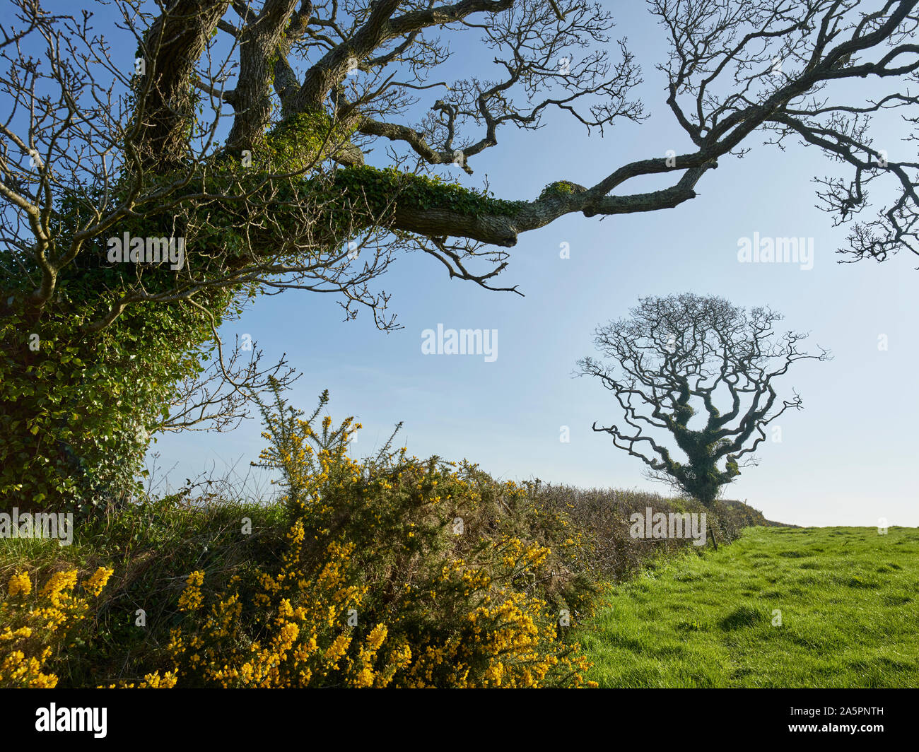 Landscape with twisted trees Stock Photo - Alamy