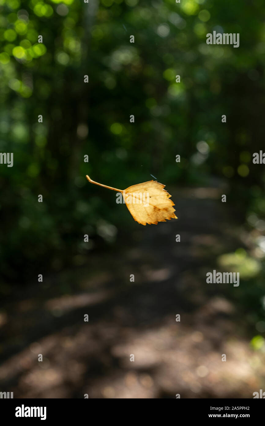 Falling autumn leaf Stock Photo - Alamy