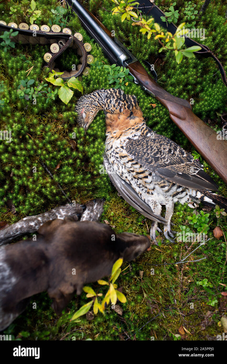 Hunting dog near dead bird and weapon Stock Photo - Alamy