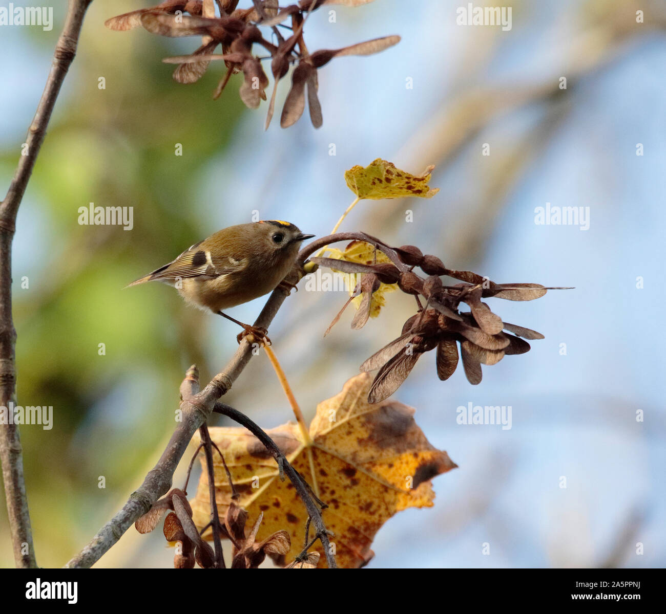 Goldcrest behaviour hi-res stock photography and images - Alamy