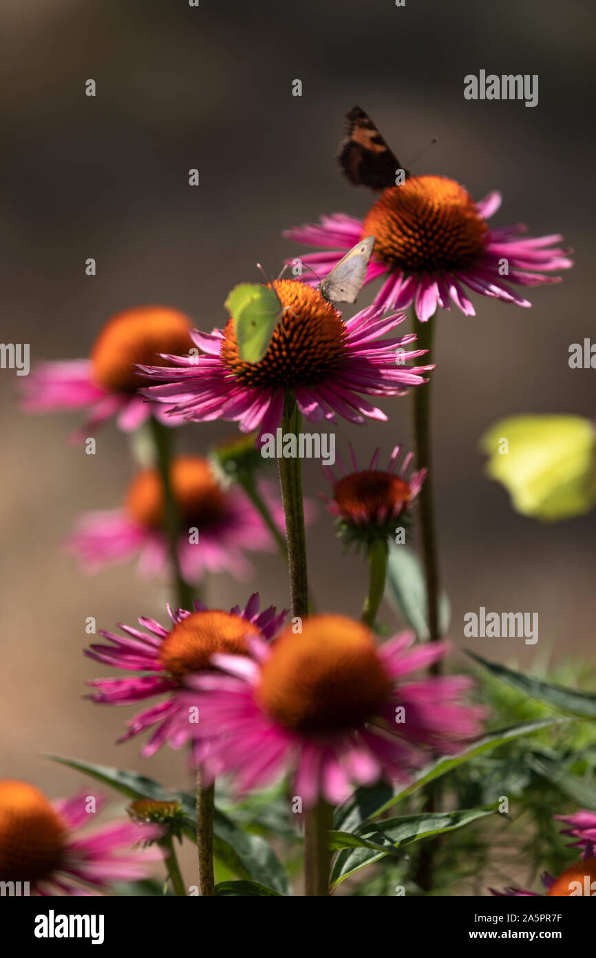 Three butterflies on flower hi-res stock photography and images - Alamy