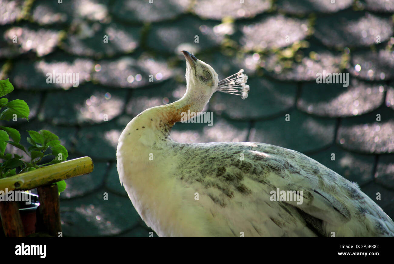 Peahen Bird High Resolution Stock Photography and Images - Alamy