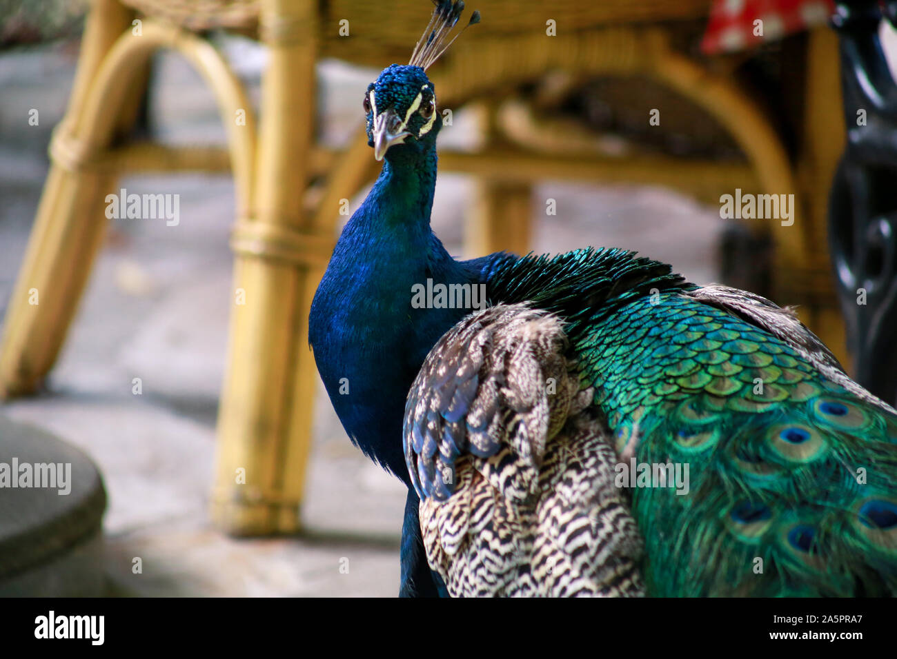 Portrait of beautiful and curious blue and green male peacock bird ...