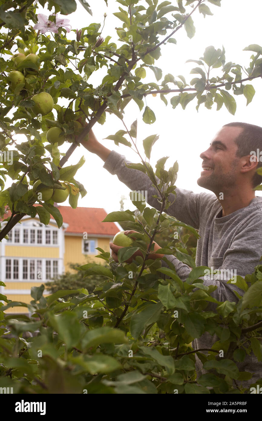 Men picking apples hi-res stock photography and images - Alamy