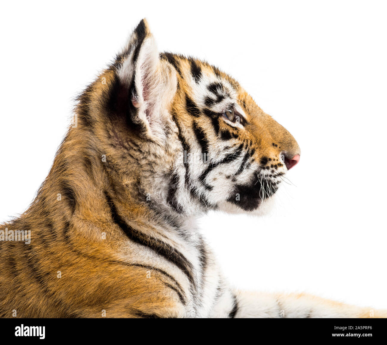 Side profile wild bengal tiger hi-res stock photography and images - Alamy