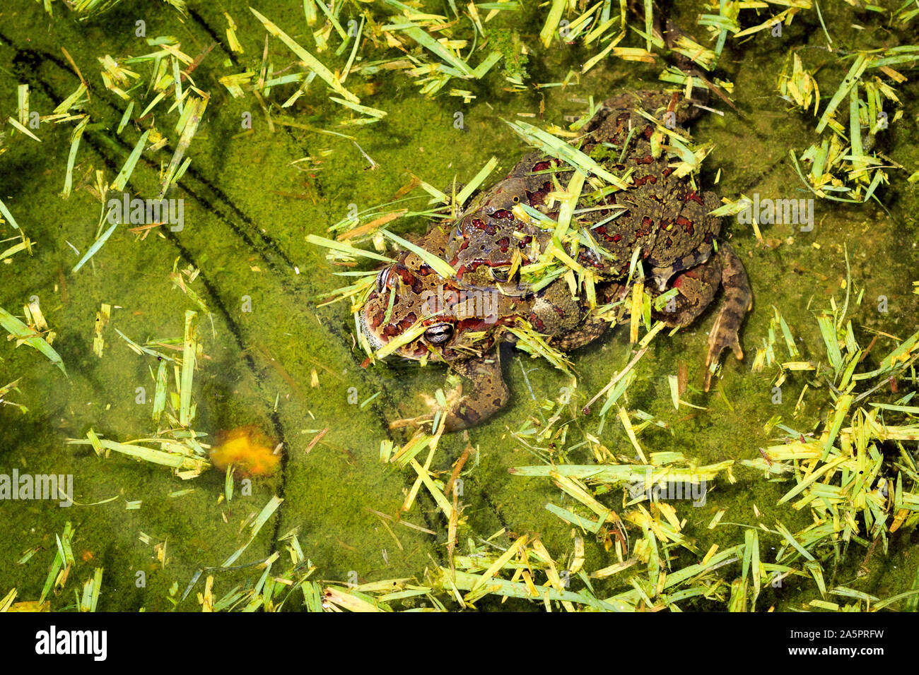 Two frogs under the water surface, on top of each other, Namibia ...