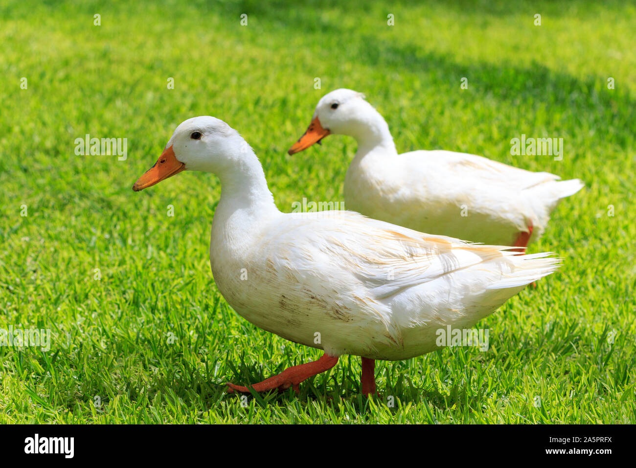 Two domestic goose hi-res stock photography and images - Alamy