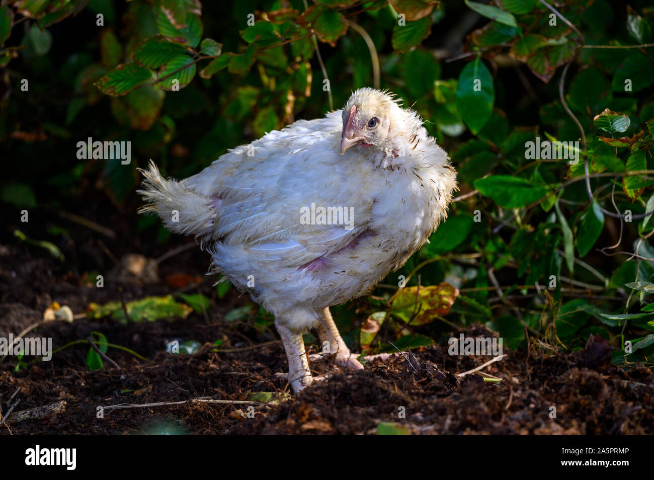 Poultry farming transport germany hi-res stock photography and images ...