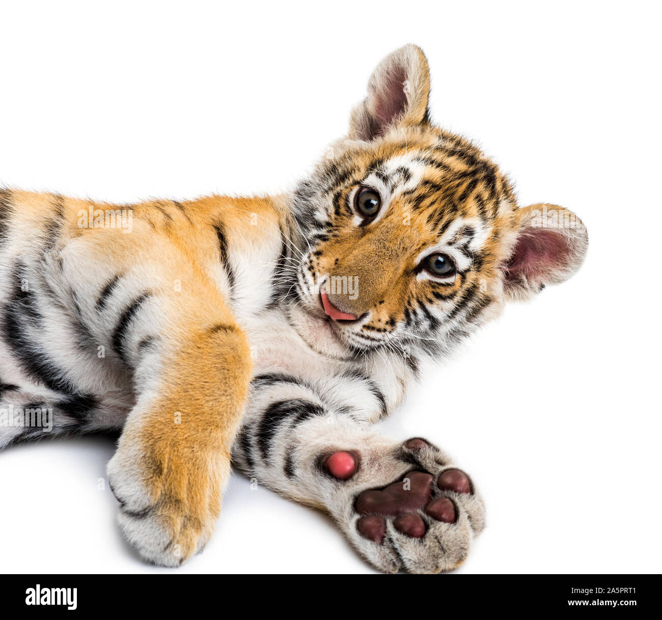 Two months old tiger cub lying against white background Stock Photo - Alamy