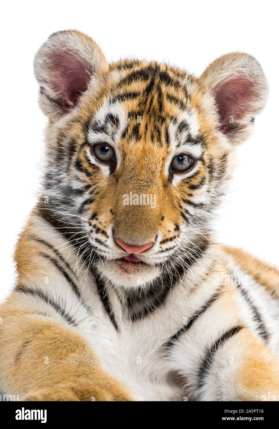 Two months old tiger cub against white background Stock Photo - Alamy