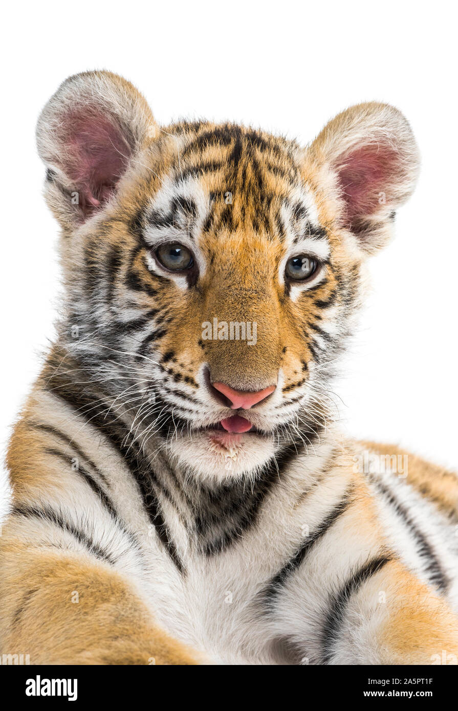 Two months old tiger cub against white background Stock Photo - Alamy