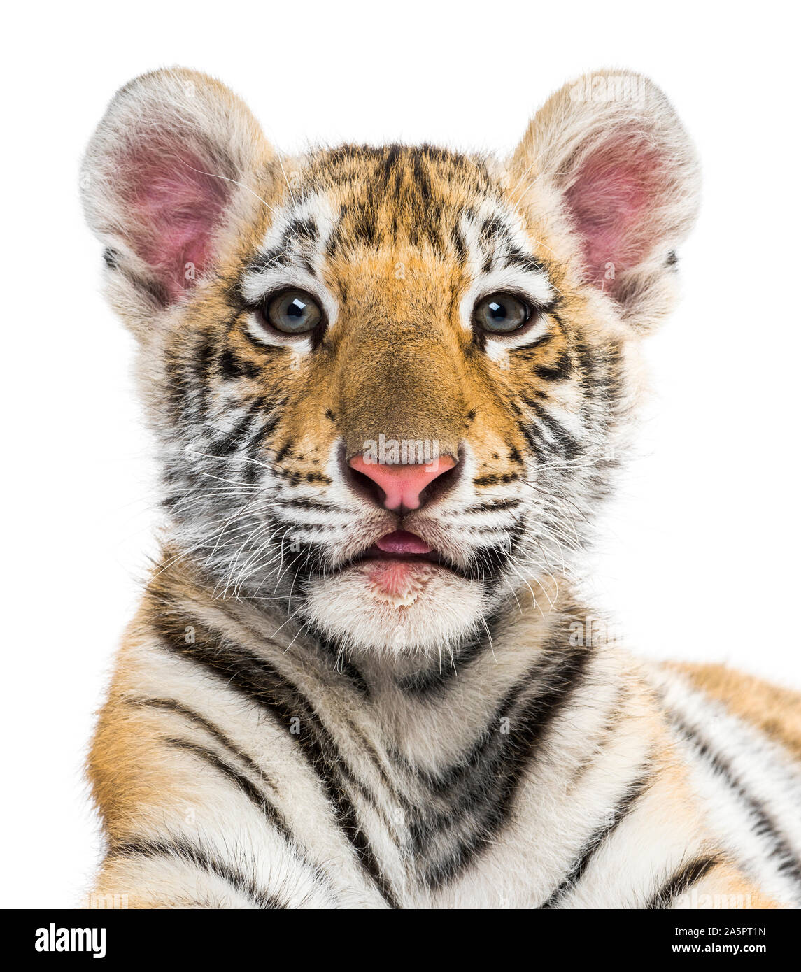 Two months old tiger cub against white background Stock Photo - Alamy