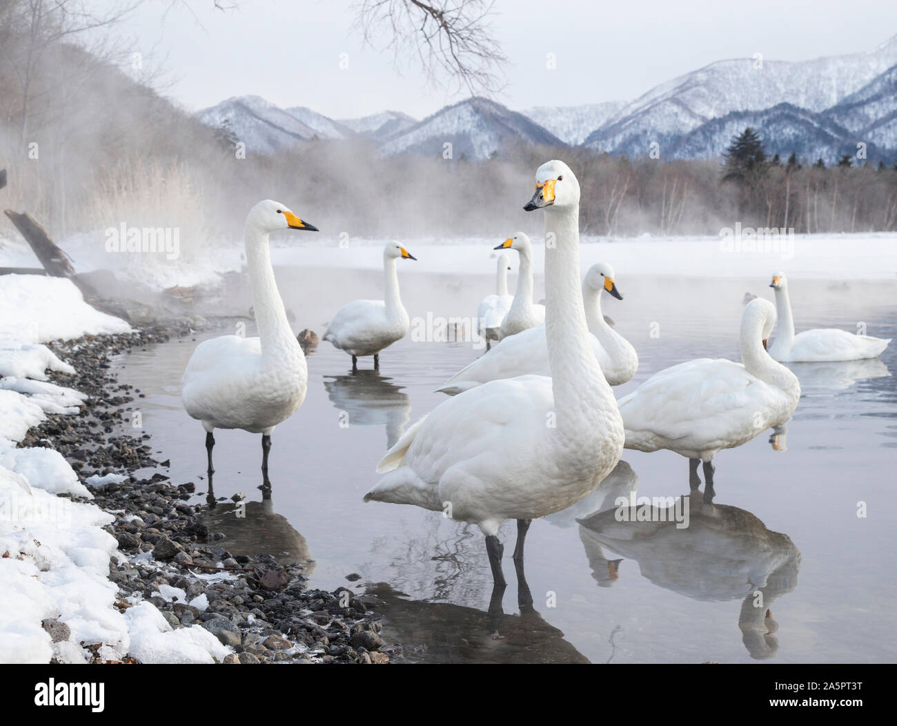 Tundra swan mountain hi-res stock photography and images - Alamy