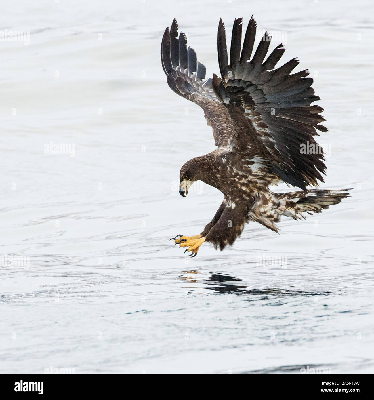 Bird of prey hunting Stock Photo - Alamy