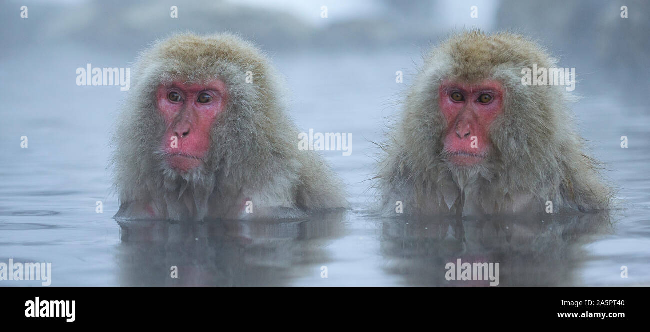 Japanese Macaques in hot spring Stock Photo - Alamy