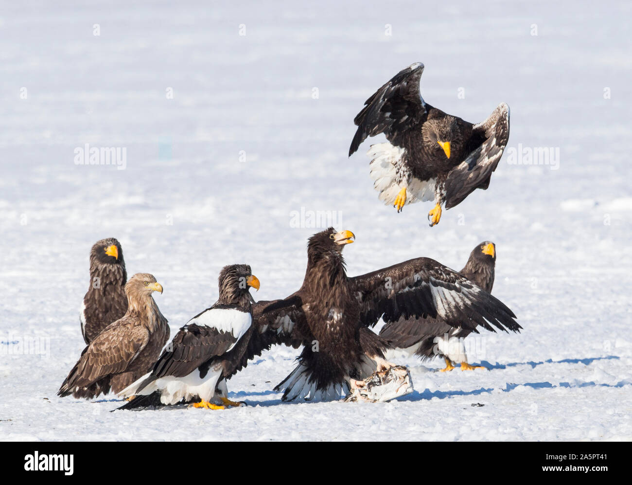 Birds of prey on snow Stock Photo - Alamy