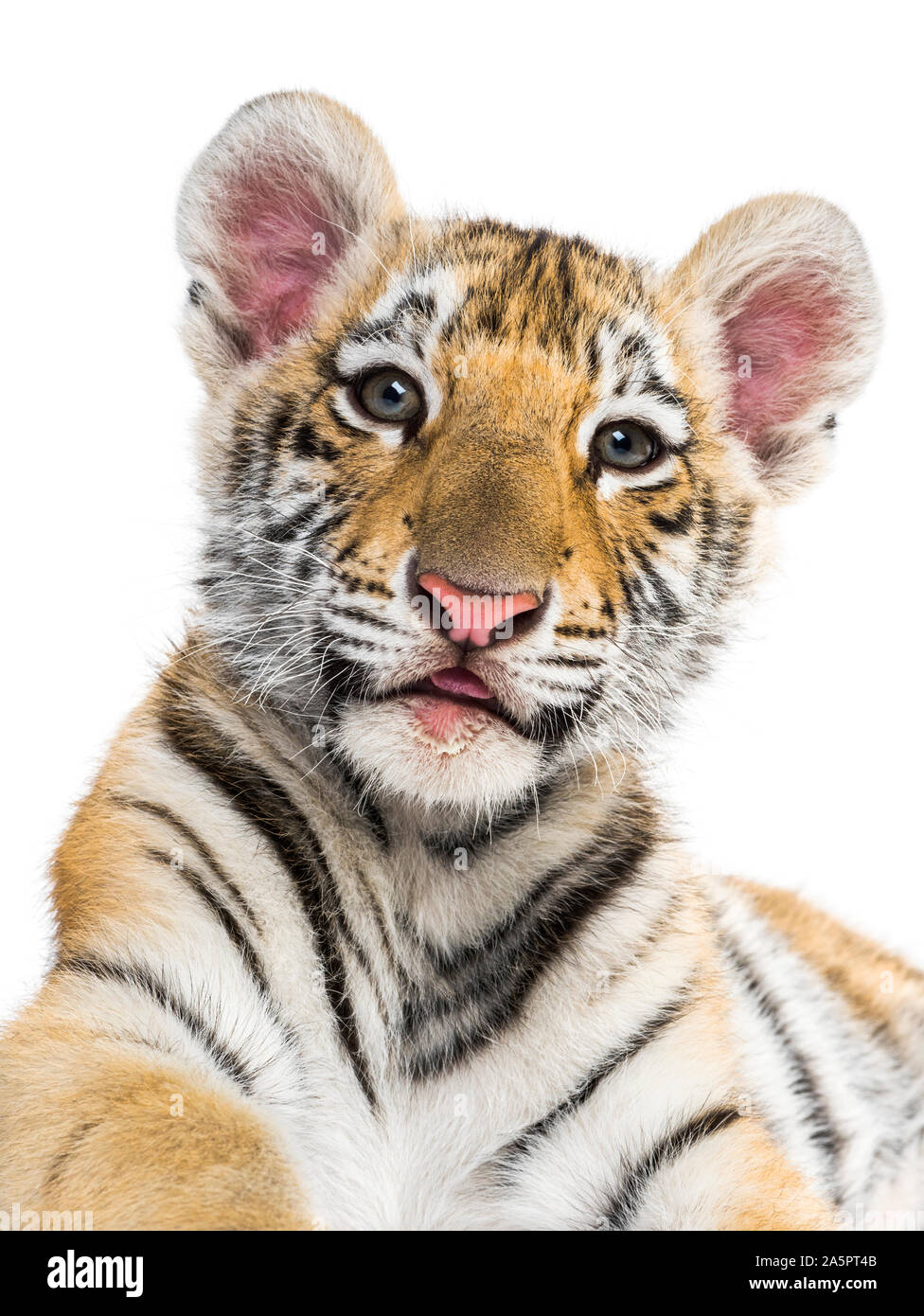 Two months old tiger cub against white background Stock Photo - Alamy