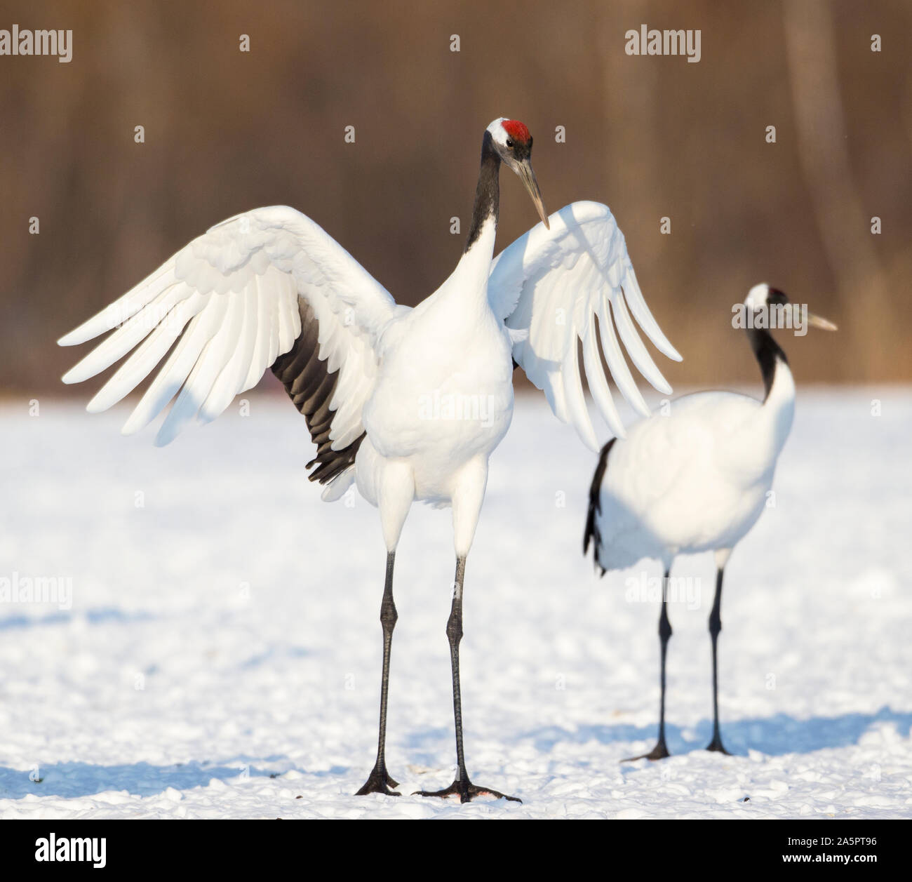 Red crown cranes on snow Stock Photo - Alamy