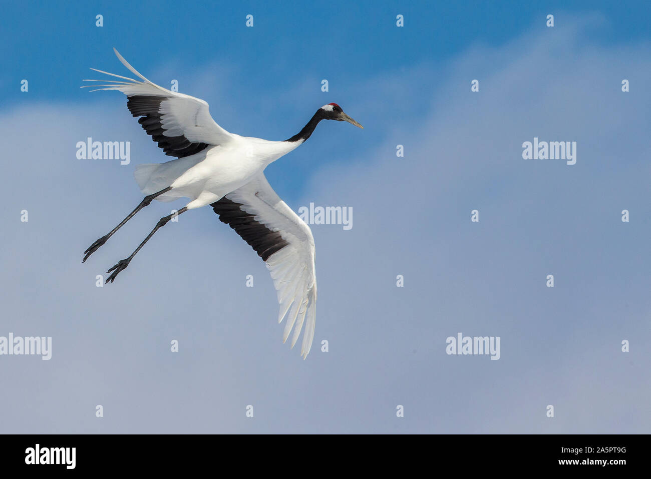 Red crowned crane flying Stock Photo - Alamy