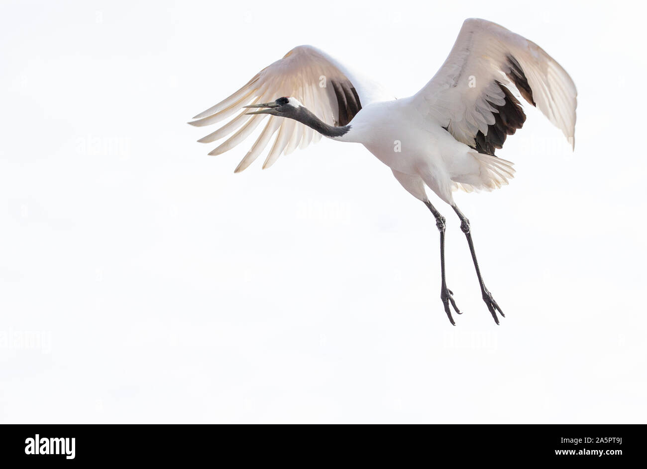 Red crowned crane flying Stock Photo - Alamy