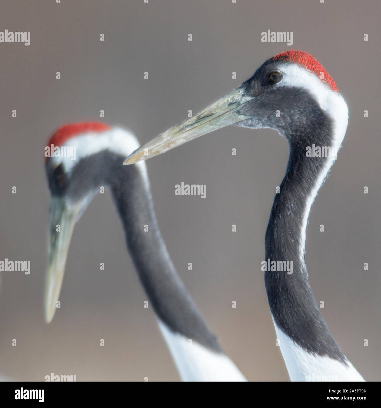 Red crown cranes Stock Photo - Alamy