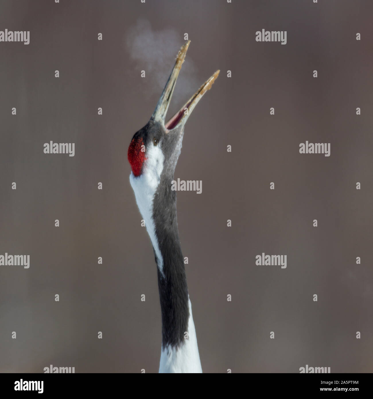 Red crown crane hi-res stock photography and images - Alamy