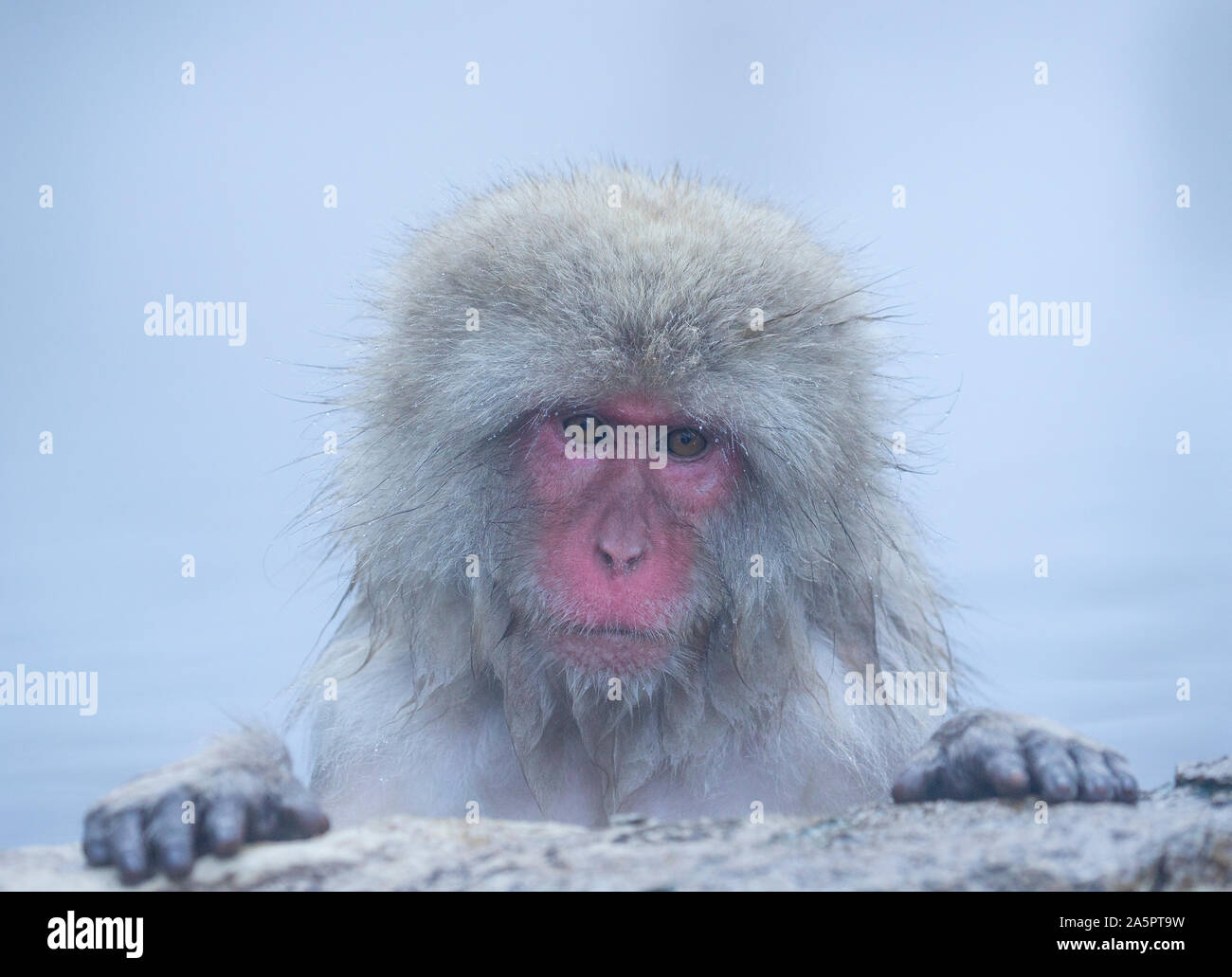 Japanese Macaque in hot spring Stock Photo - Alamy